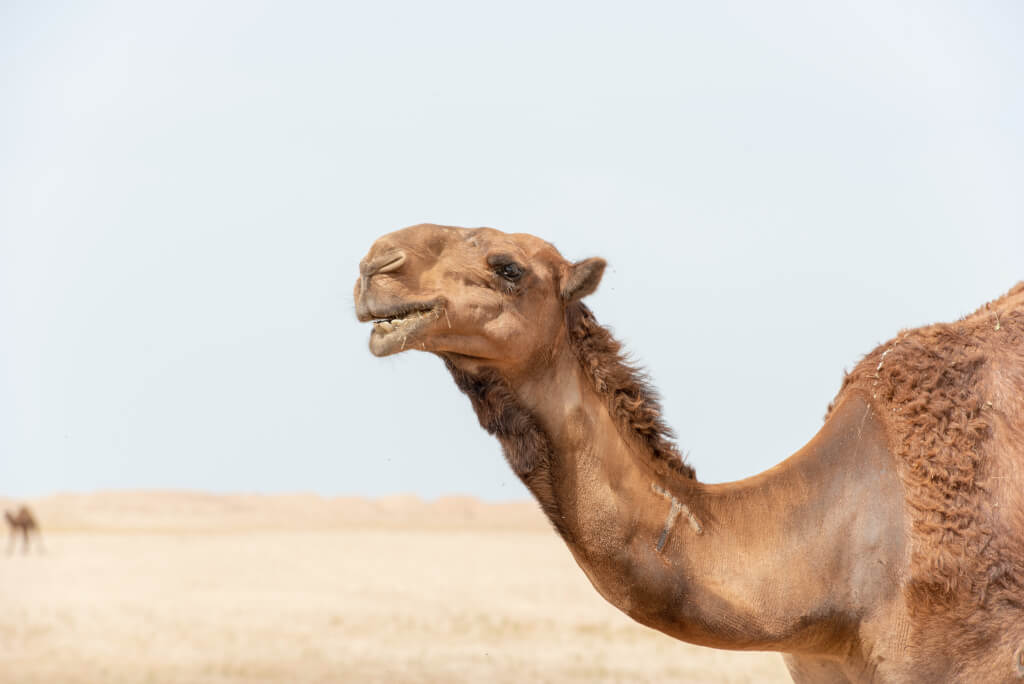 Why Camel Case Is So Important For Hashtags