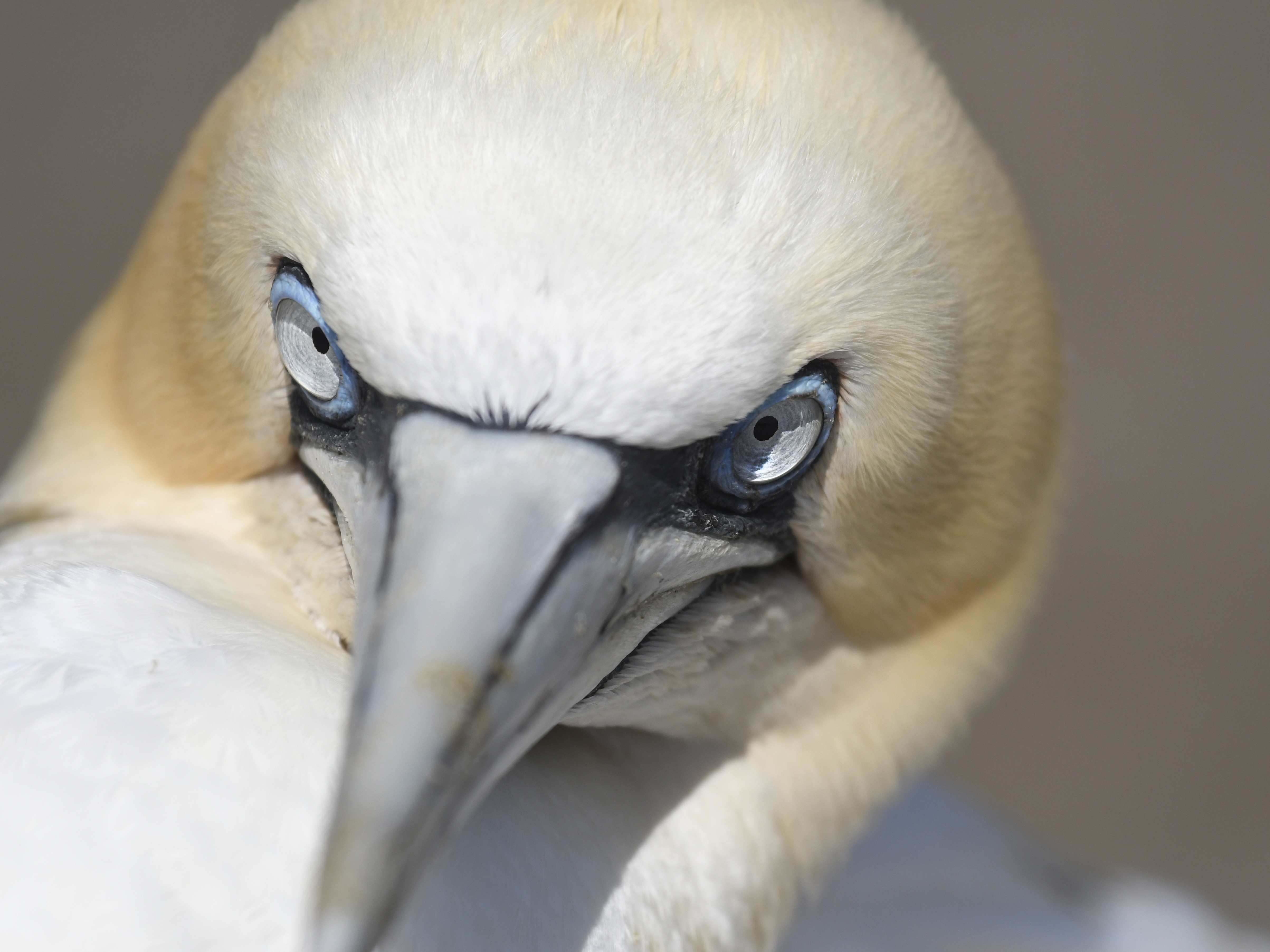 Meerestiere am Strand Bretagne Bildergalerie