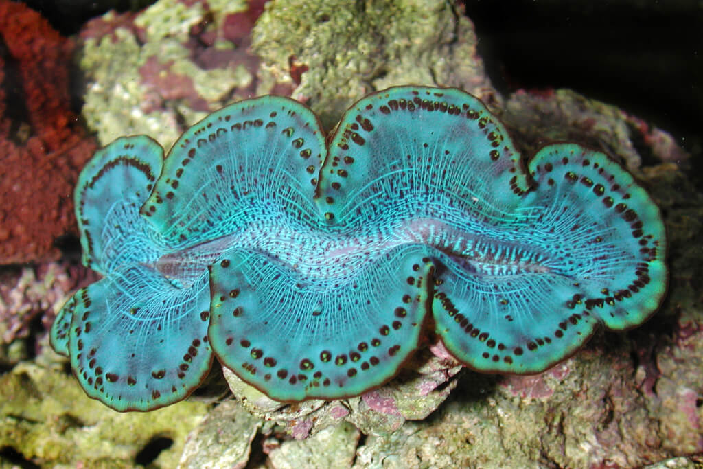 Die Fortpflanzung der Muscheln - Wie vermehren sich Muscheln ...