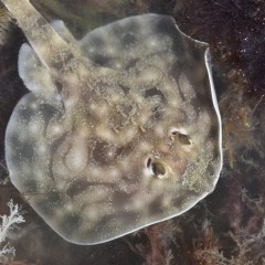 Das Gesicht des Baby-Rochens - was ist hier was und wo? - thomasJermann.ch