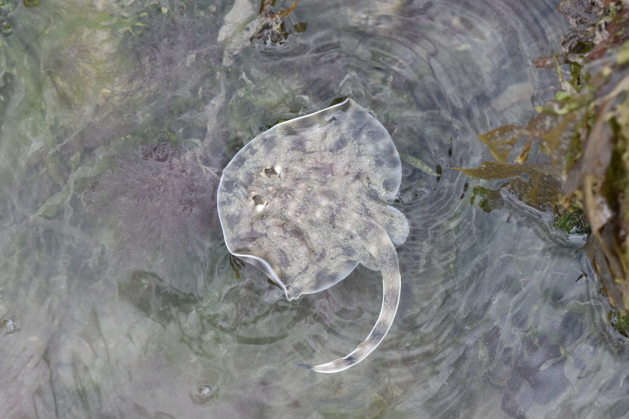 Das Gesicht des Baby-Rochens - was ist hier was und wo? - thomasJermann.ch