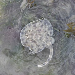 Das Gesicht des Baby-Rochens - was ist hier was und wo? - thomasJermann.ch