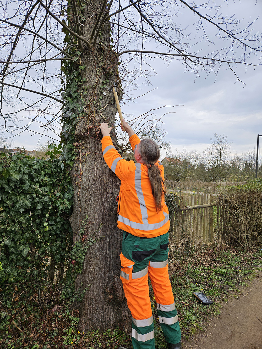 Bäume bleiben erhalten dank Baumkontrollen